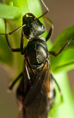 Ant Day declared a national holiday
