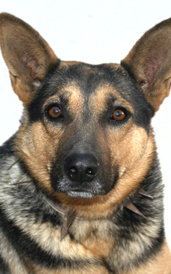 Mitt Romney built from three dead Republican senators and a dog