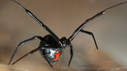 Daily Mail scurrying about like a horrid little spider